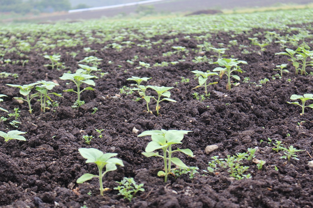 【公式】観光農園花ひろば （いちご狩り/ひまわり/松葉ボタンなどの花が楽しめる） » 夏の準備 始めました ひまわり すいか メロン パパイヤ