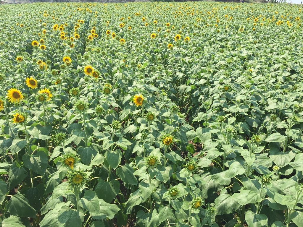 【公式】観光農園花ひろば （いちご狩り/ひまわり/松葉ボタンなどの花が楽しめる） » お詫び ひまわりが咲いていません