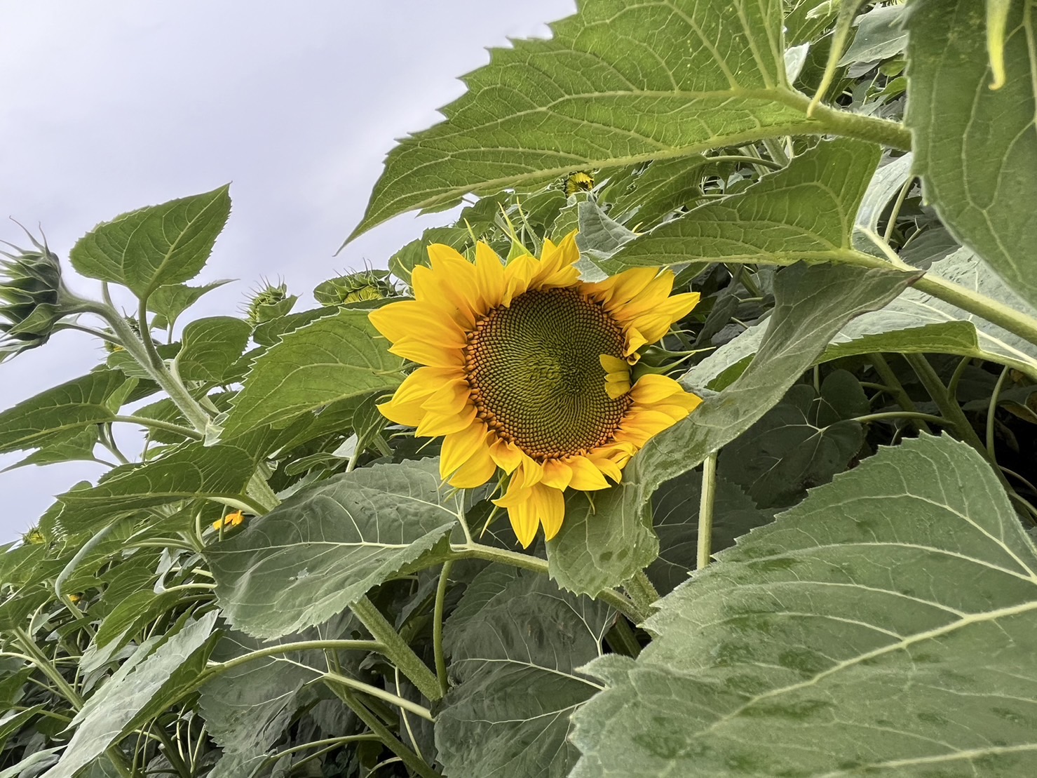 【公式】観光農園花ひろば （いちご狩り/ひまわり/松葉ボタンなどの花が楽しめる） » S__147406850
