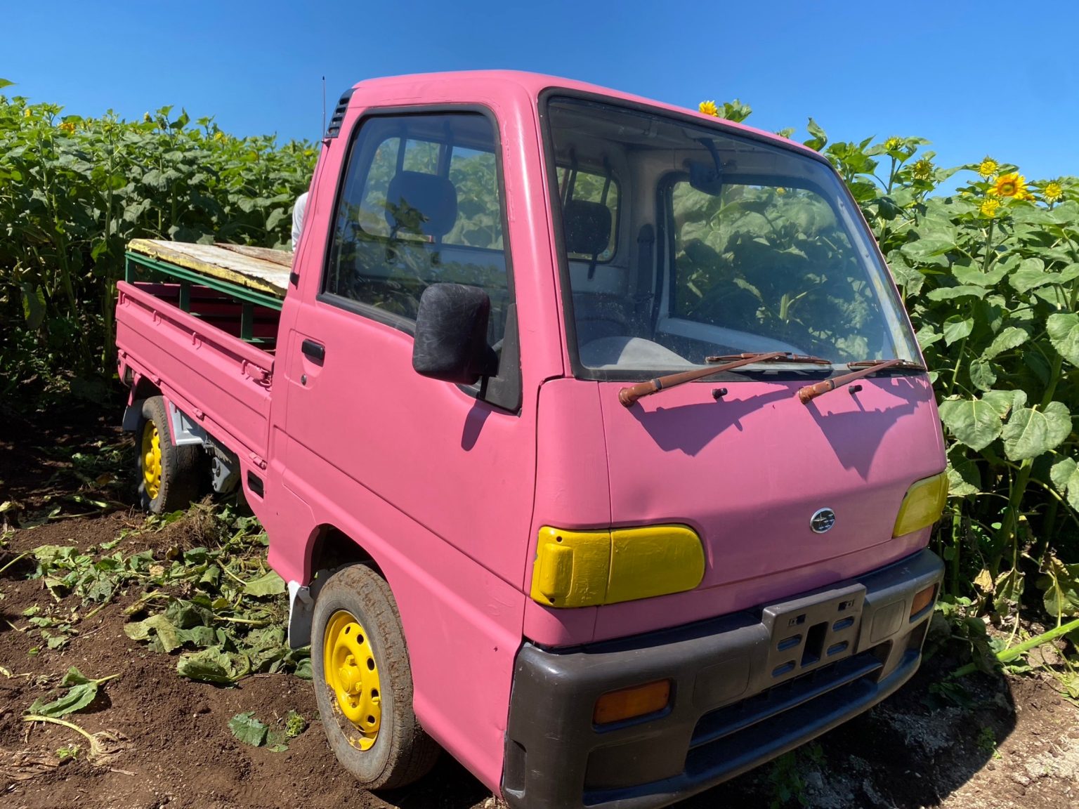 【公式】観光農園花ひろば （いちご狩り/ひまわり/松葉ボタンなどの花が楽しめる） » S__18636833