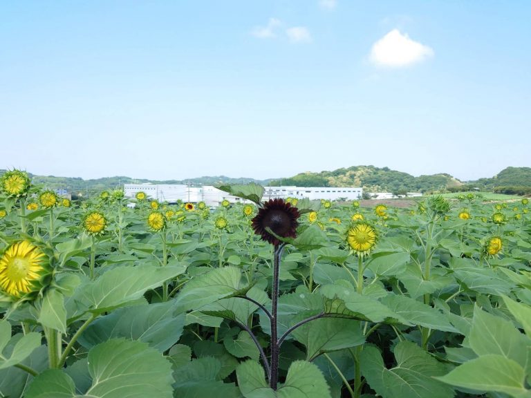 【公式】観光農園花ひろば （いちご狩り/ひまわり/松葉ボタンなどの花が楽しめる） » 2342