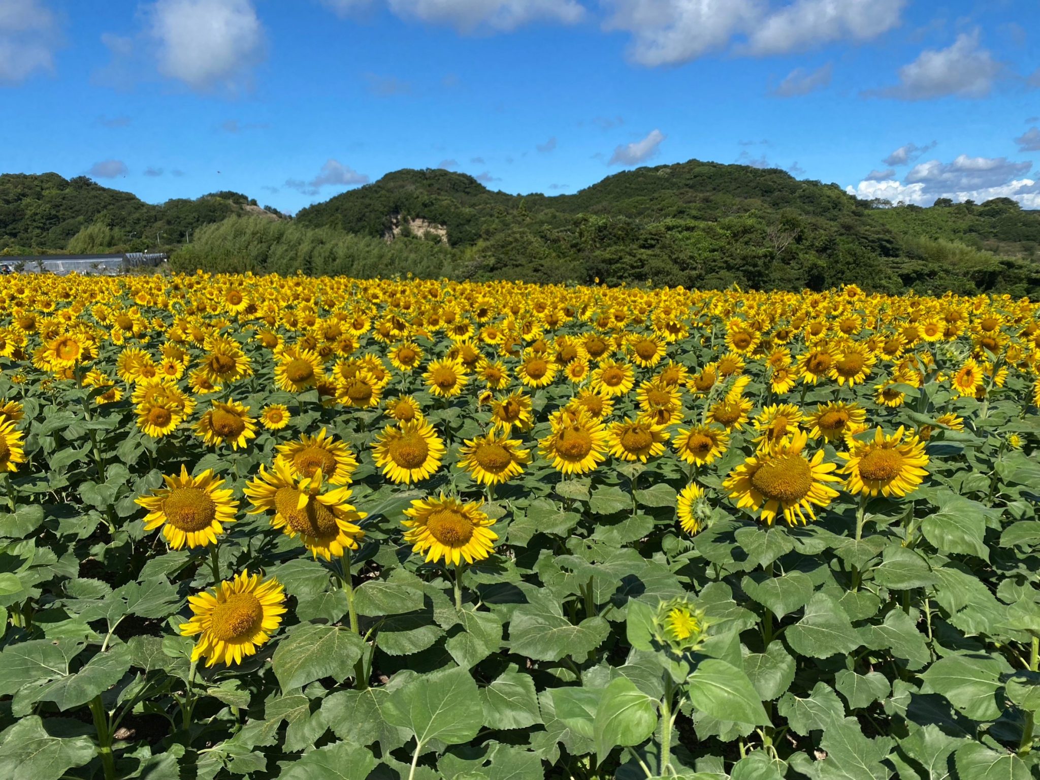 【公式】観光農園花ひろば （いちご狩り/ひまわり/松葉ボタンなどの花が楽しめる） » 8月29日ひまわり開花情報