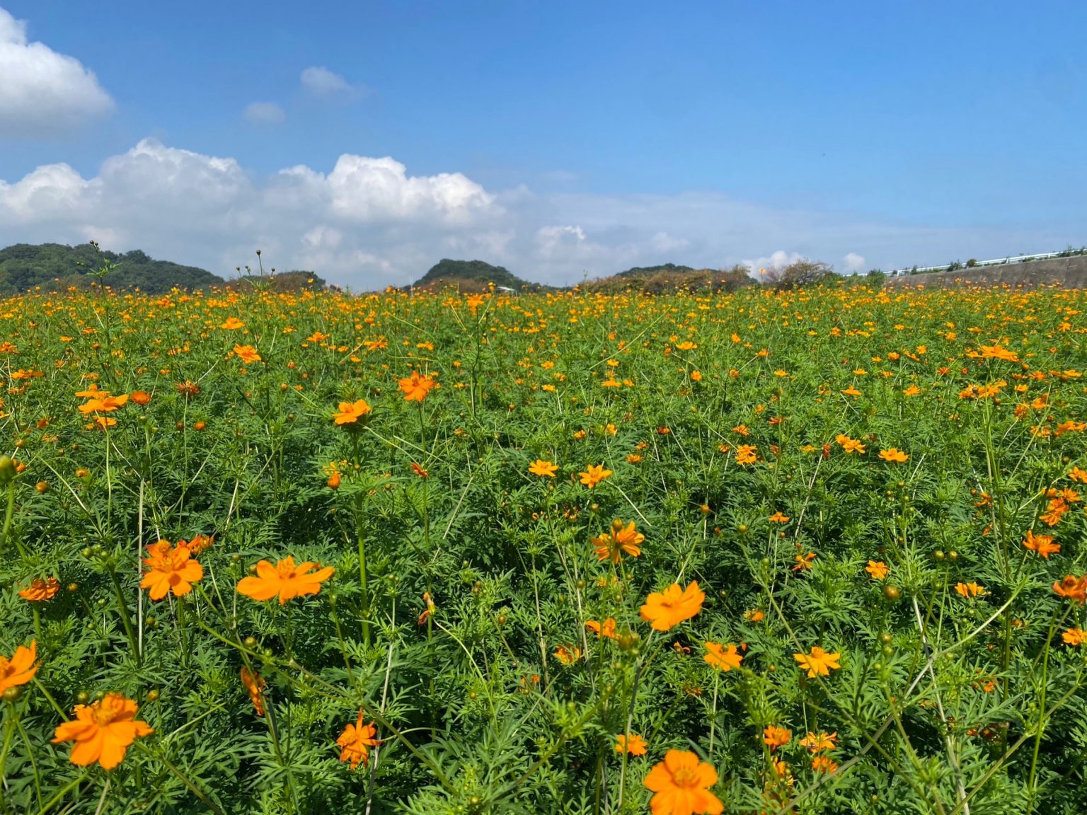 【公式】観光農園花ひろば (いちご狩り ひまわり 松葉ボタンなどの花が楽しめる) » キバナコスモスが満開に咲きそろい見頃です