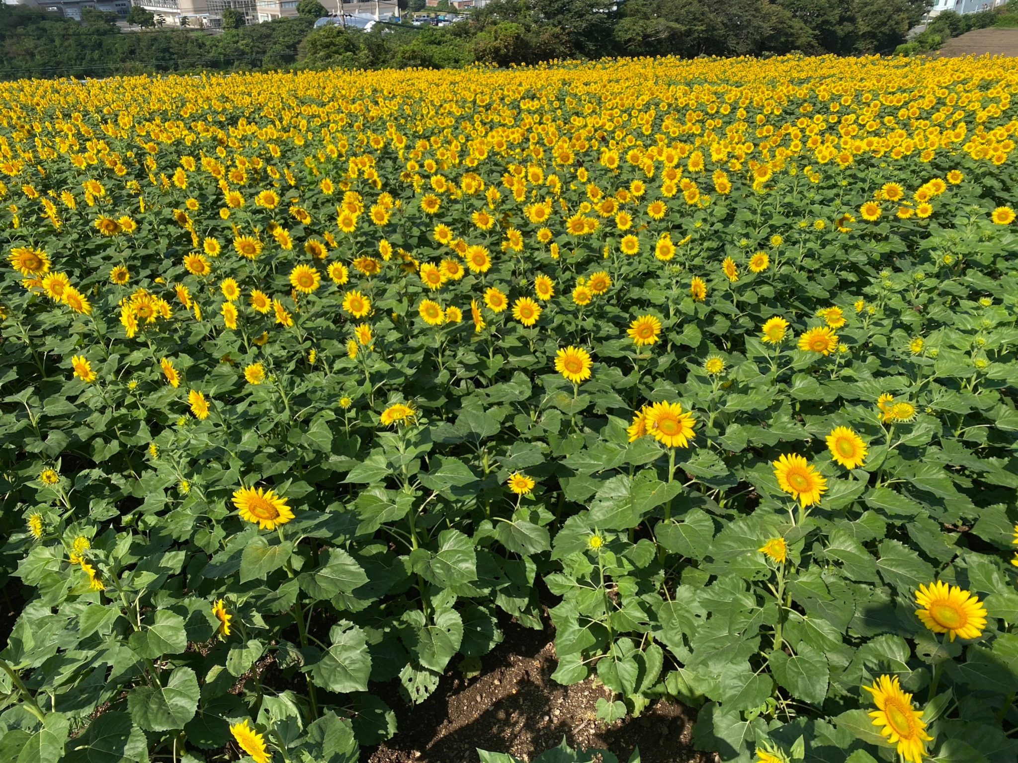 【公式】観光農園花ひろば (いちご狩り ひまわり 松葉ボタンなどの花が楽しめる) » ひまわりの開花情報 9月14日現在