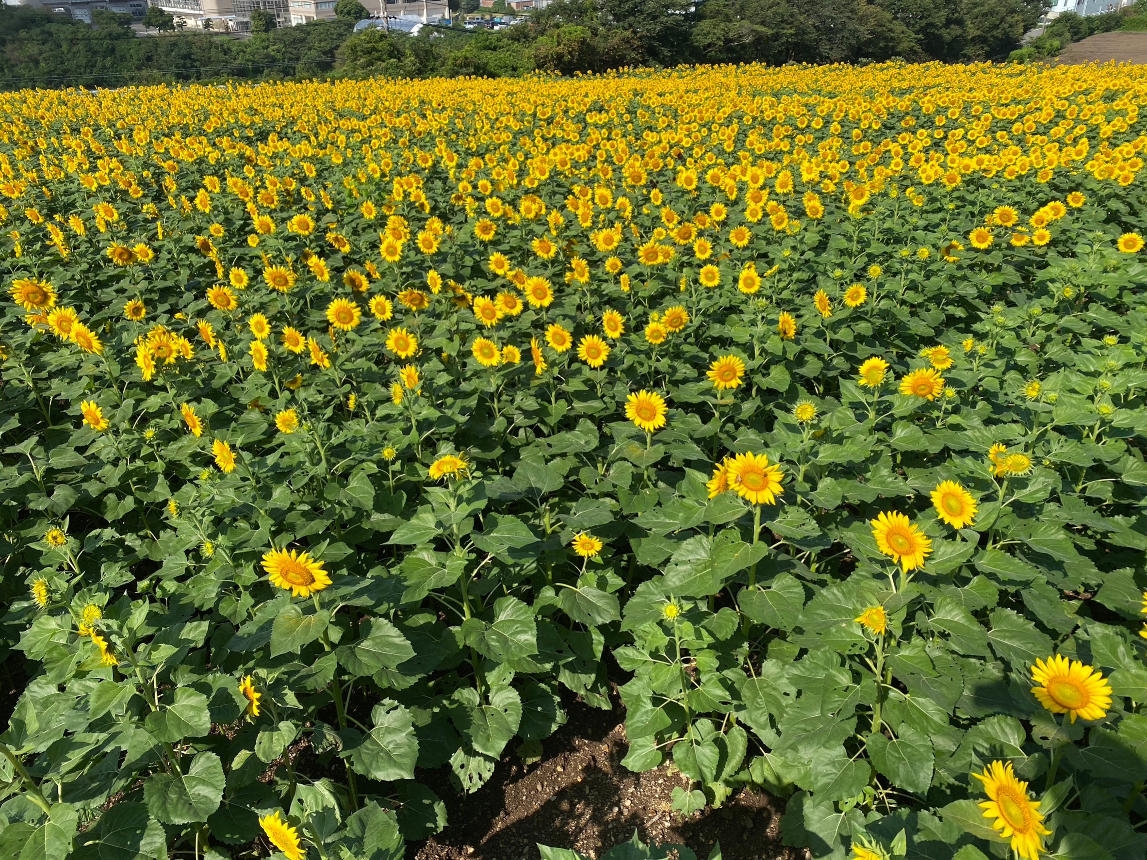 【公式】観光農園花ひろば （いちご狩り/ひまわり/松葉ボタンなどの花が楽しめる） » S__19898398_0