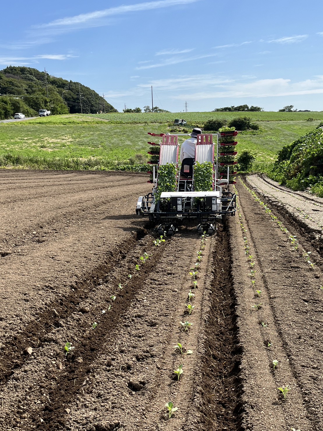 【公式】観光農園花ひろば （いちご狩り/ひまわり/松葉ボタンなどの花が楽しめる） » S__157171718_0