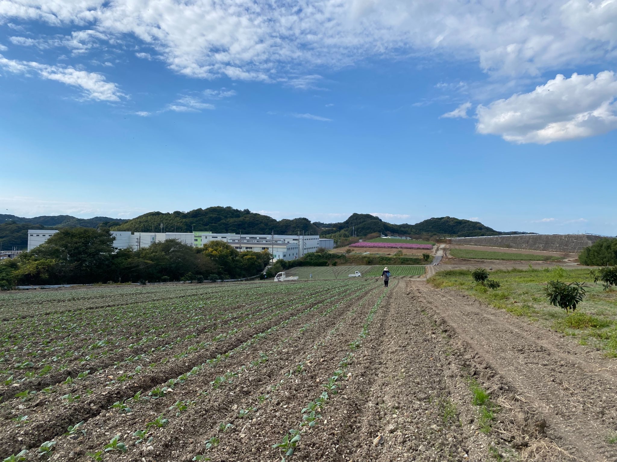 【公式】観光農園花ひろば (いちご狩り ひまわり 松葉ボタンなどの花が楽しめる) » 野菜への肥料を投入中です