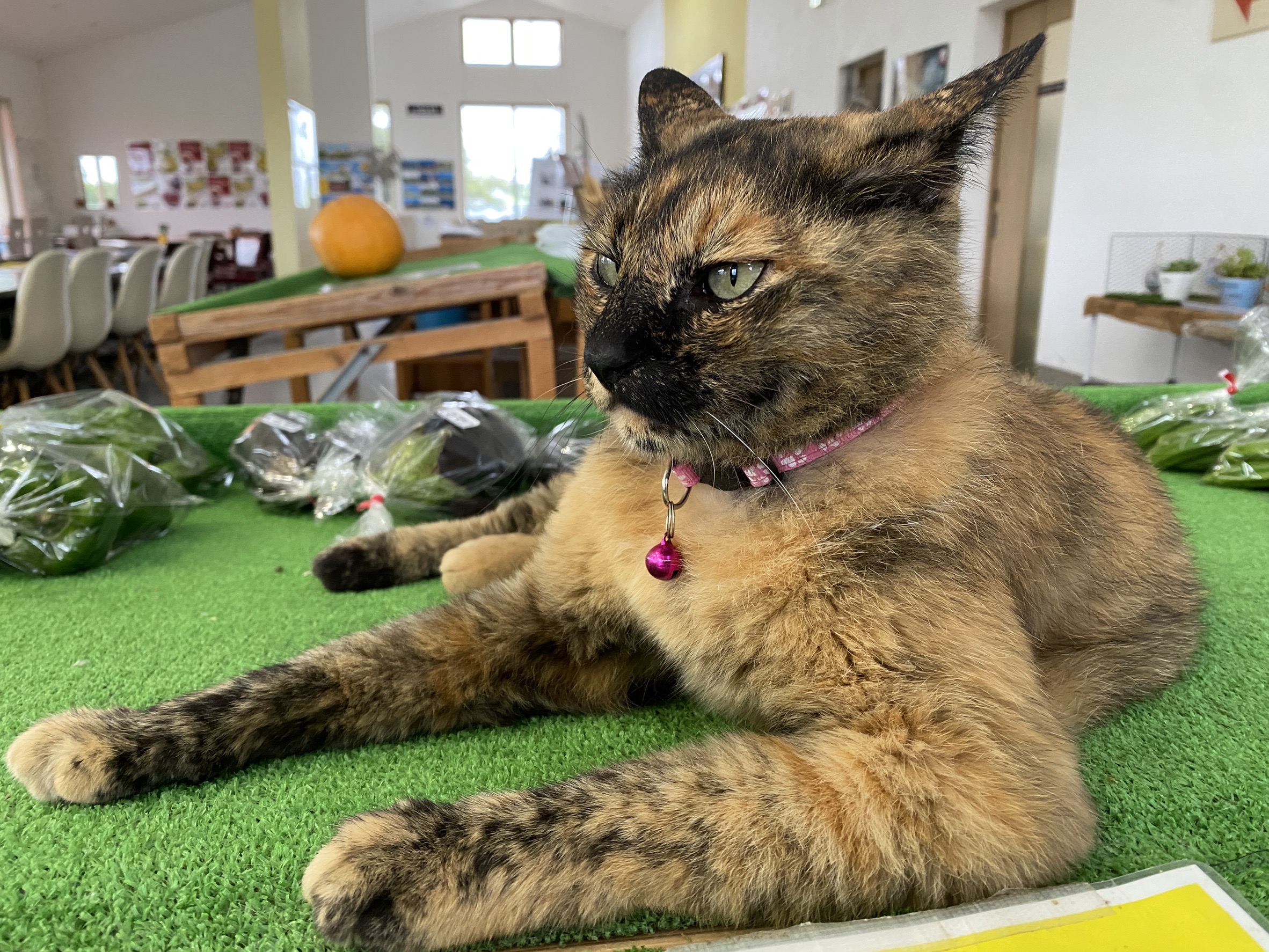 【公式】観光農園花ひろば （いちご狩り/ひまわり/松葉ボタンなどの花が楽しめる） » S__25591813_0