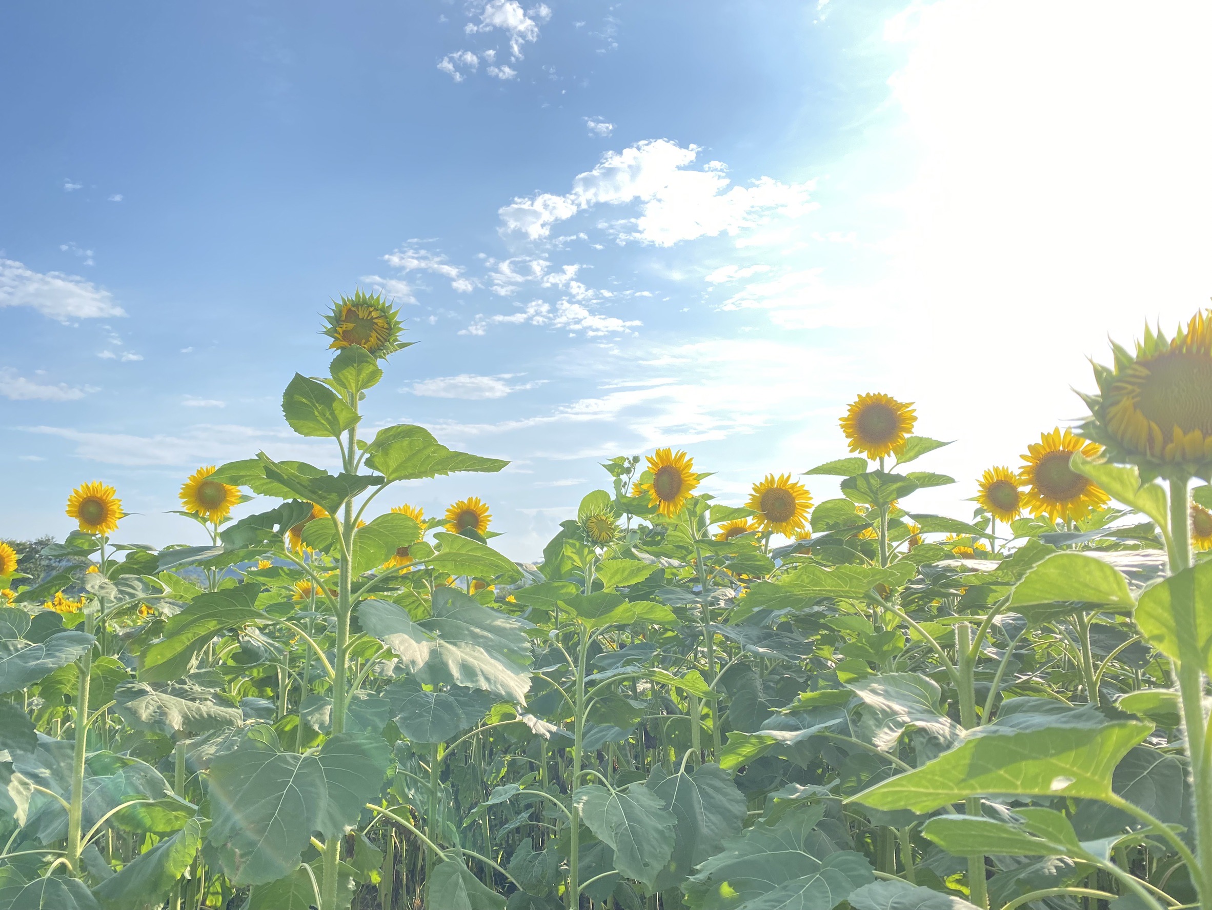 【公式】観光農園花ひろば （いちご狩り/ひまわり/松葉ボタンなどの花が楽しめる） » S__25616391_0