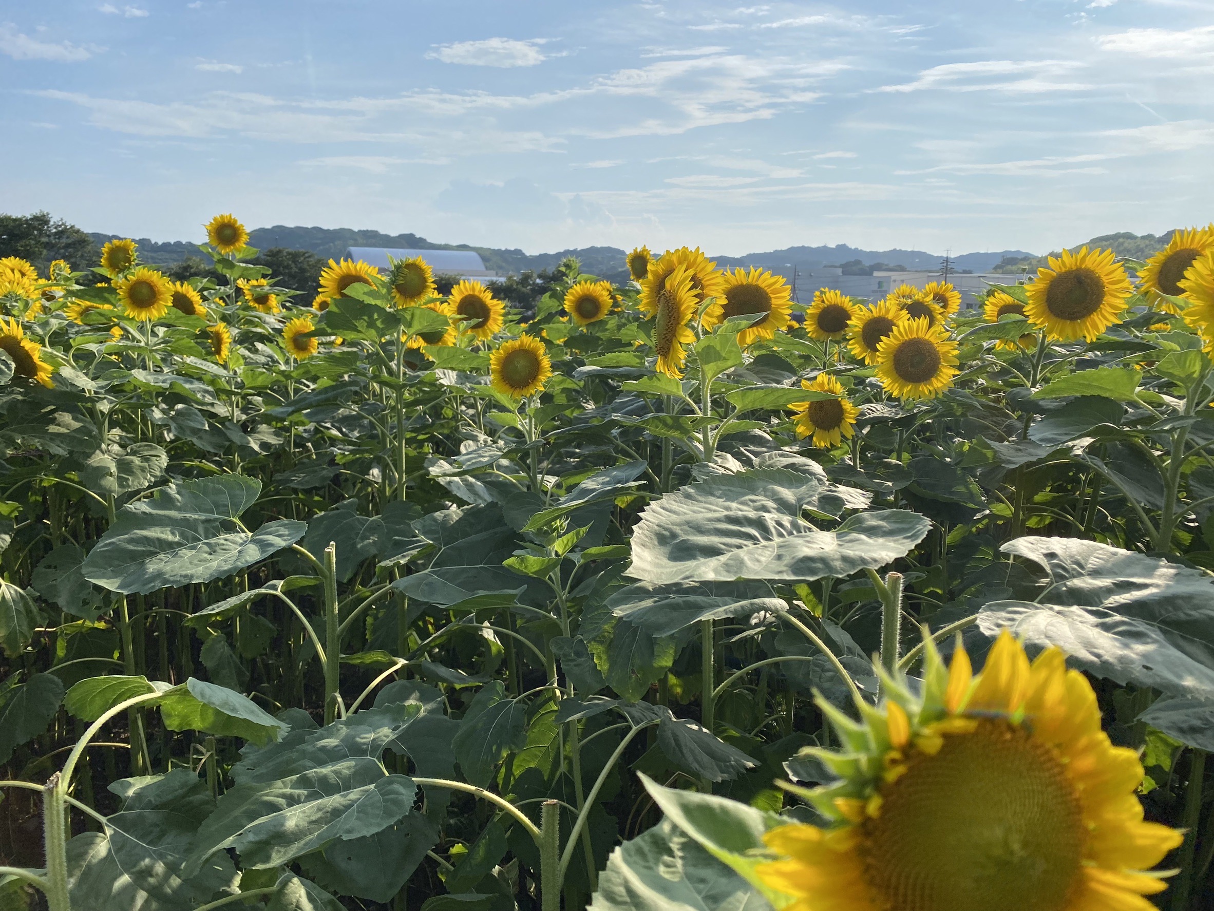 【公式】観光農園花ひろば （いちご狩り/ひまわり/松葉ボタンなどの花が楽しめる） » S__25616394_0